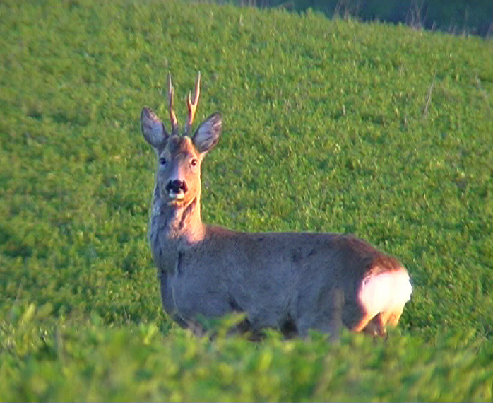 Capriolo - Cap I